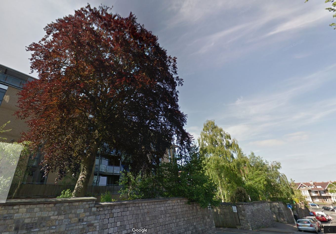 Redland Hill mature Copper Beech to be felled – Bristol Tree Forum
