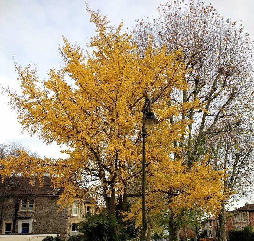Towards a Bristol Tree Strategy – Bristol Tree Forum