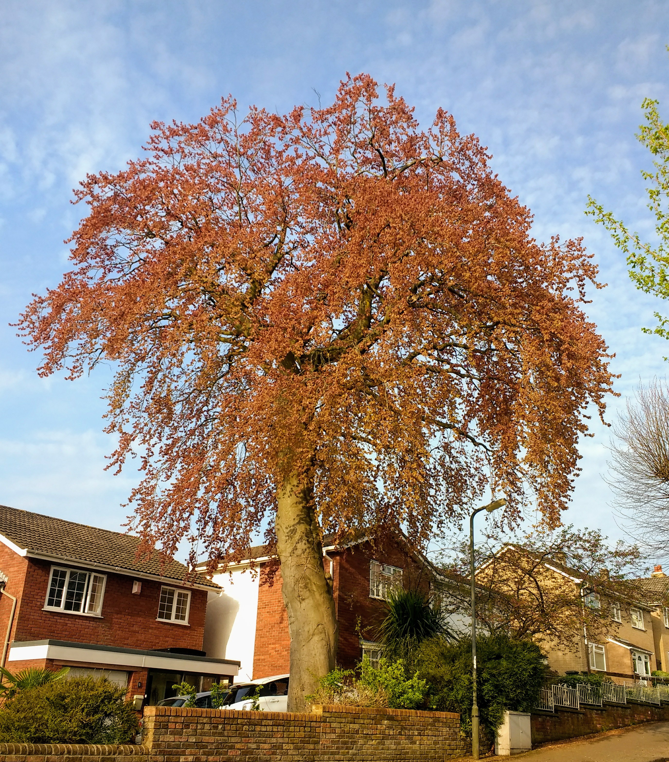 The Bristol Tree of the Year Competition, 2018 – Bristol Tree Forum