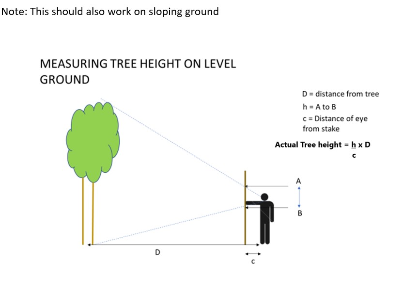 Measuring The Height Of A Tree Bristol Tree Forum