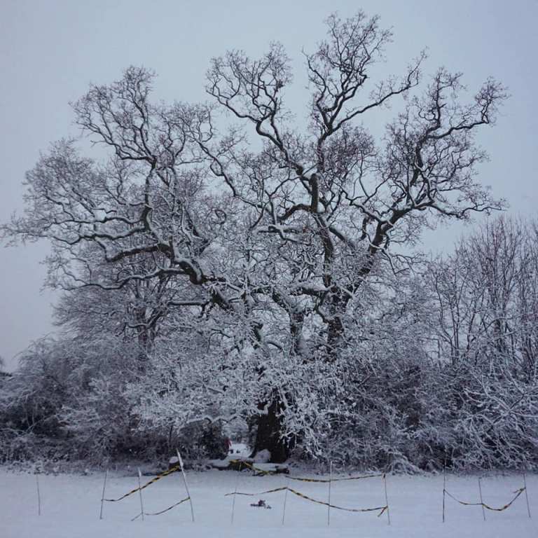 Meet Bristol’s remarkable trees – Bristol Tree Forum