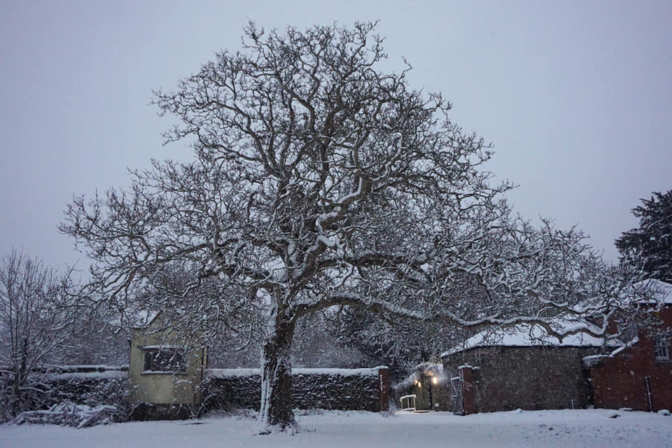 Adopt a Bristol tree – Bristol Tree Forum