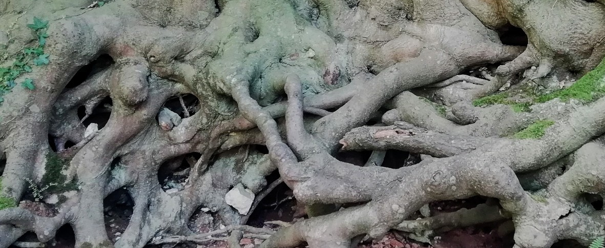 Mapping Bristol’s trees – Bristol Tree Forum