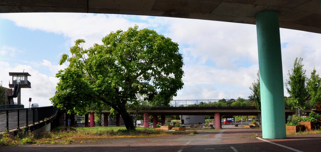 Changes agreed to Bristol Tree Replacement Standard – Bristol Tree Forum
