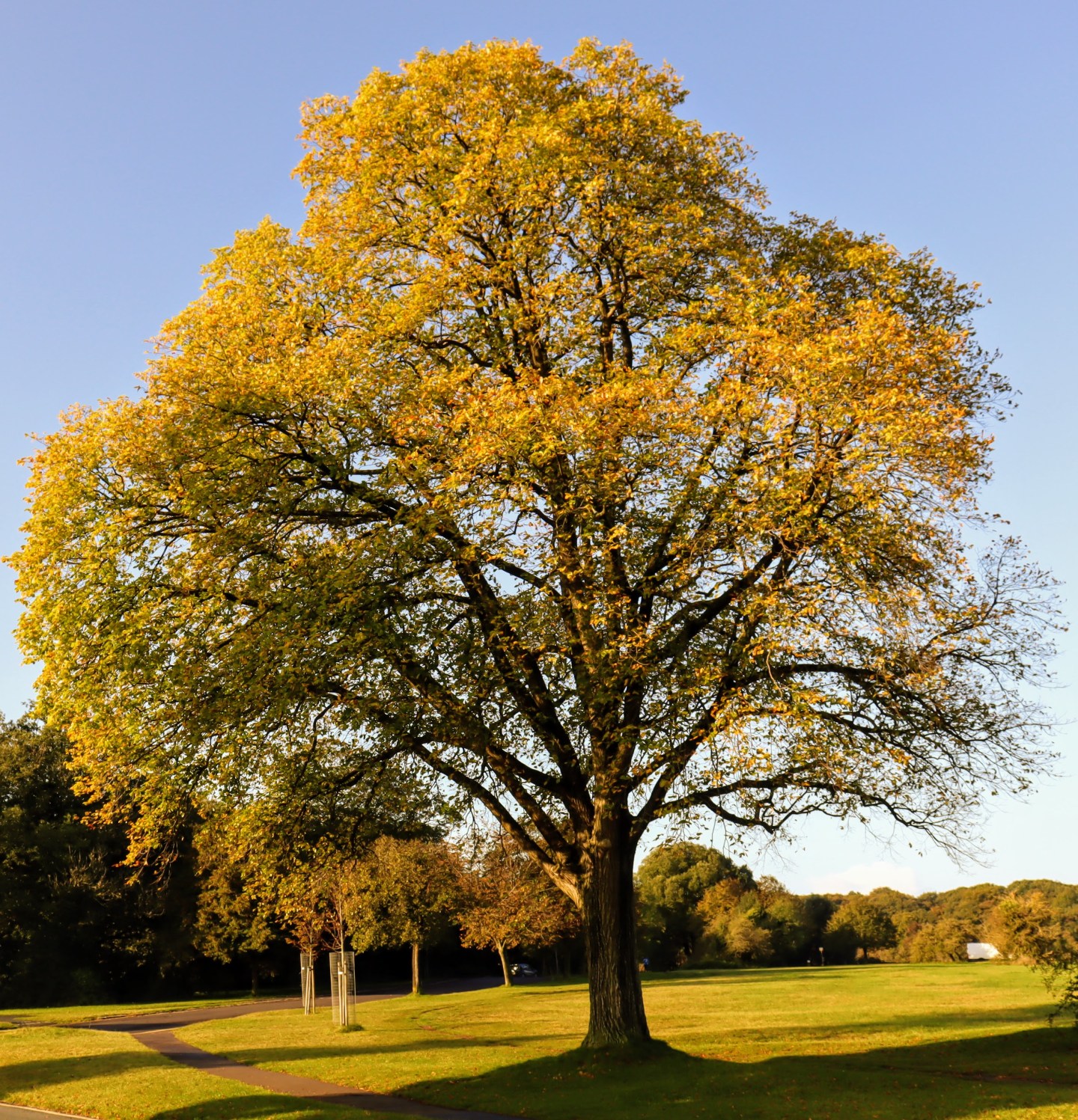 The trading rules explained – Bristol Tree Forum