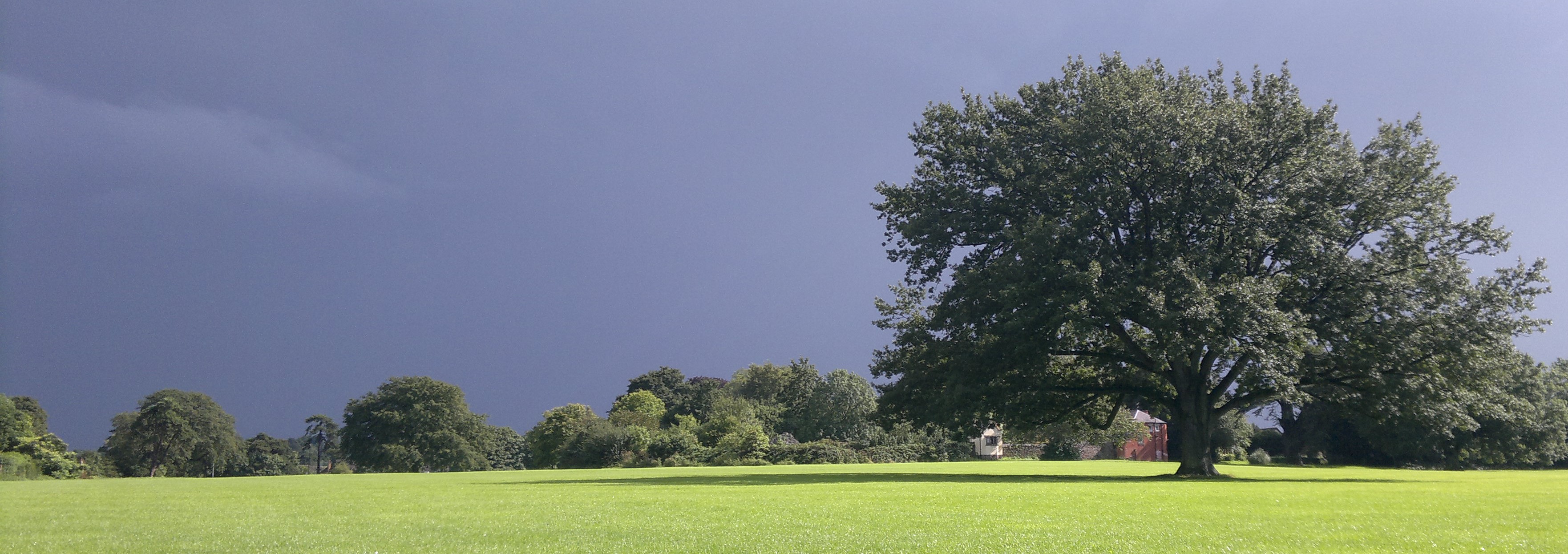 Council no longer manages trees on educational sites – Part I – Bristol ...