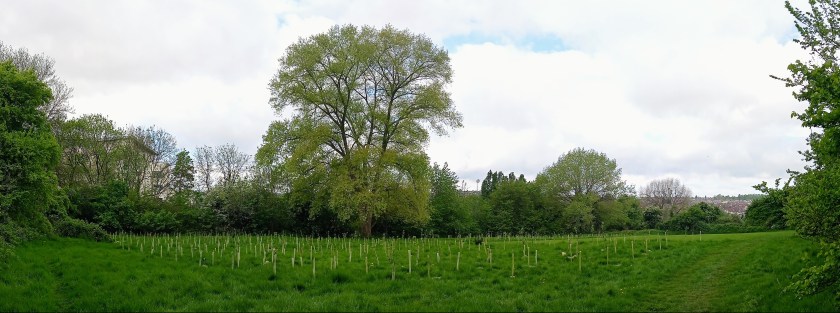 Bristol Tree Forum tree give away 2022/23 – free saplings for planting