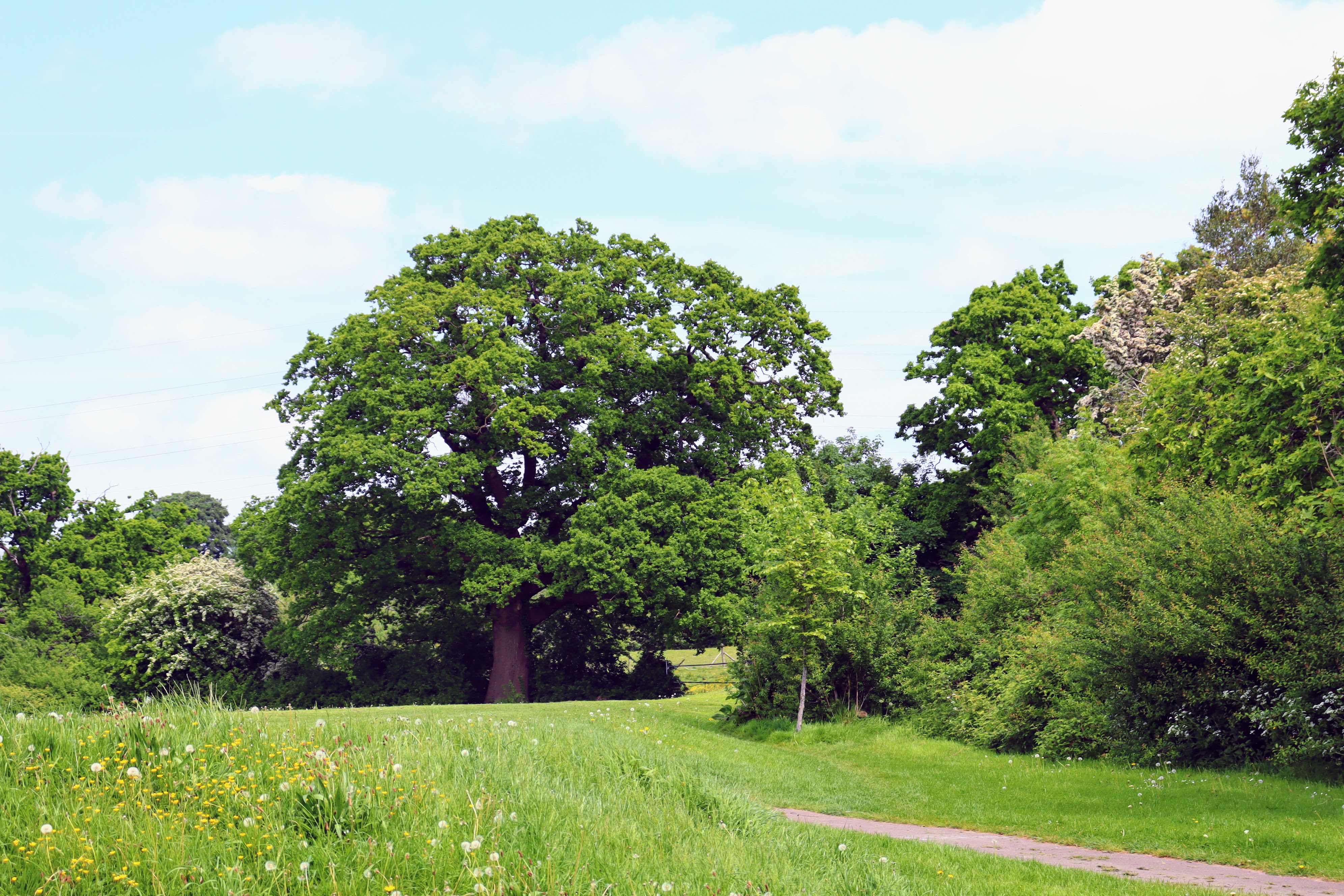 Our proposal for a new Bristol Tree Replacement Standard using ...