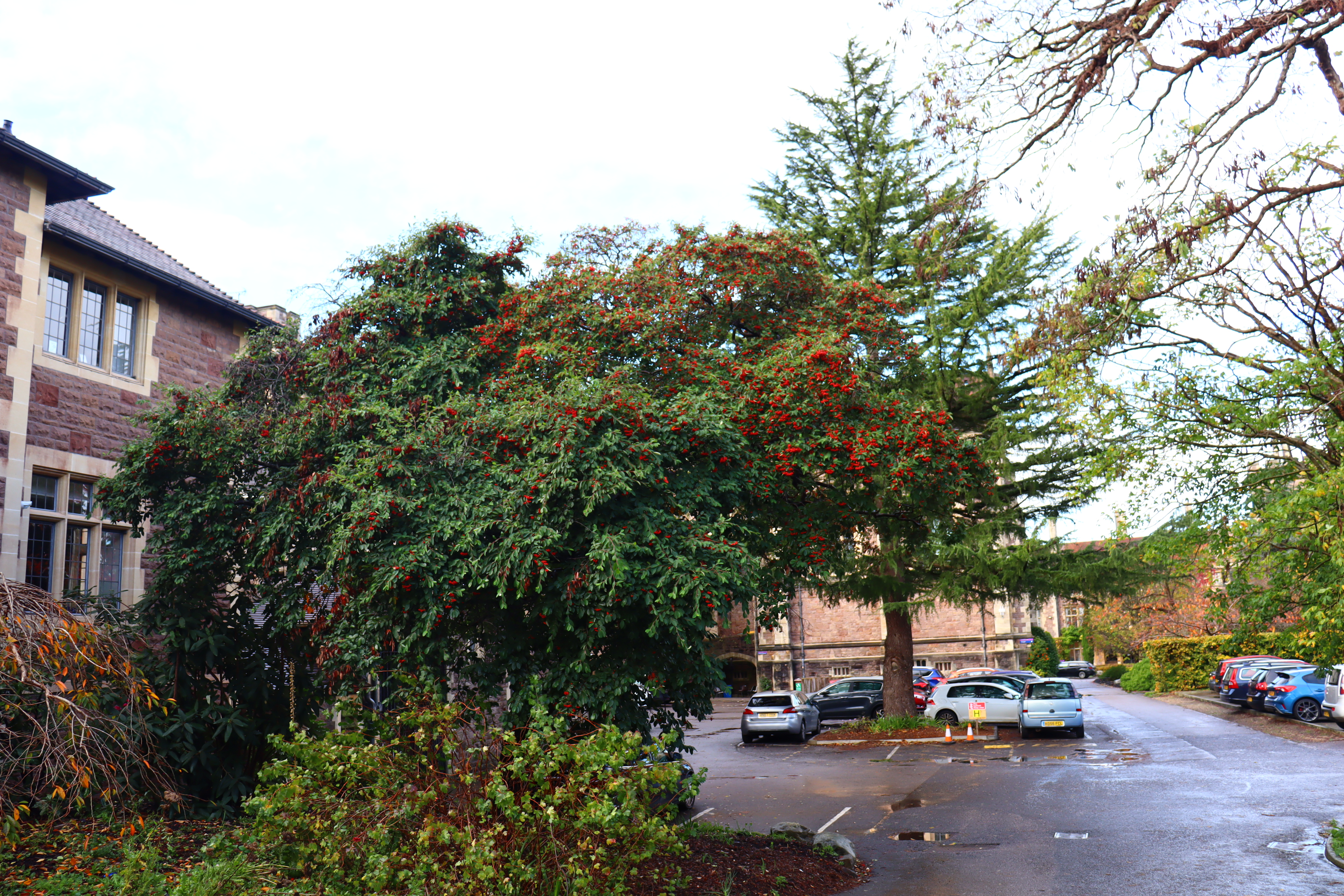 Developing a Tree Strategy for Bristol – Bristol Tree Forum