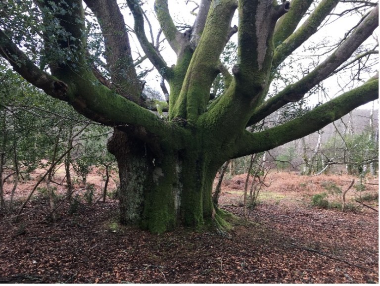BTF blog – Bristol Tree Forum