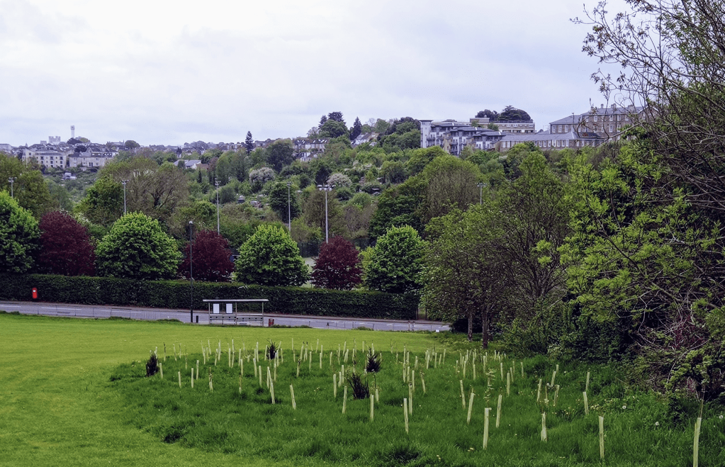 The vital role of trees in urban development – Bristol Tree Forum