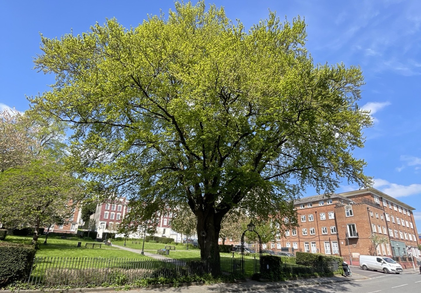 Bristol Tree Forum